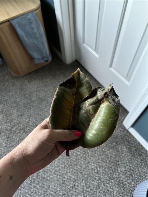 Still Sad Ruby Rubber R Plantclinic