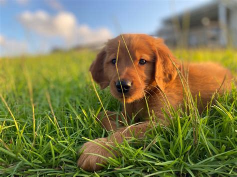 Rote Golden Retriever Red Golden Retriever Puppies For Sale