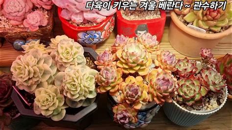 다육이 키우는 겨울 베란다 ~ 관수하기 Youtube