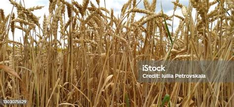 밀 필드 황금 밀 클로즈업의 씨앗 아름다운 자연 빛나는 햇빛 아래 시골 풍경 풍부한 수확과 농업 노동의 개념 밀에 대한 스톡 사진 및 기타 이미지 Istock