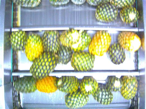 Pineapple Detection Object Detection Model By SPF