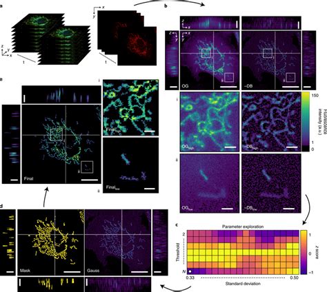 Object Based Segmentation Of Individual Mitochondria From Fluorescence