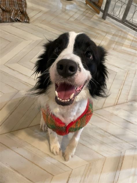 보더콜리 하이 강아지 책임분양 ♥ 아이조아 유기방지입양 파양 강아지보호소 고양이보호소 무료분양센터