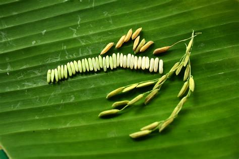 รู้จักปลาซิว หลายหลากชนิด ผูกพันวิถีชีวิตคนไทย Biothai