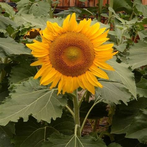 20 Types Of Sunflowers That Will Thrive In Your Garden This Season