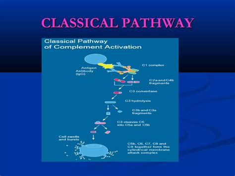 Complement System 2nd Sem Immunology Ppt