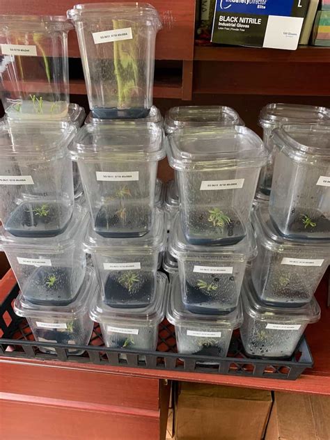 Blog Oregon Cbd The Trusted Source For Feminized Hemp Seed