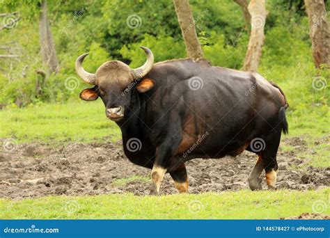 Indian Bull Guar Bos Gaurus Bandipur National Park Maharashtra