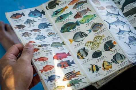 Fish Identification Quizzes Eastern Pacific And Costa Rica