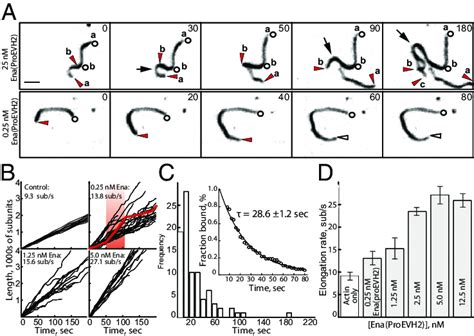 Enas Effect On Actin Filament Barbed End Dynamics Single Color Tirfm Download Scientific
