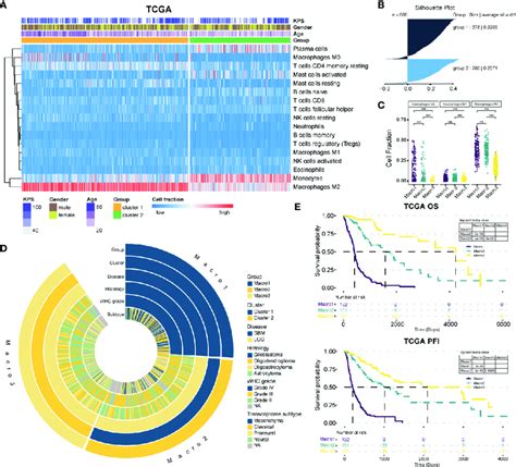 The Classification Of Gliomas A The Abundance Of Estimated Immune Download Scientific