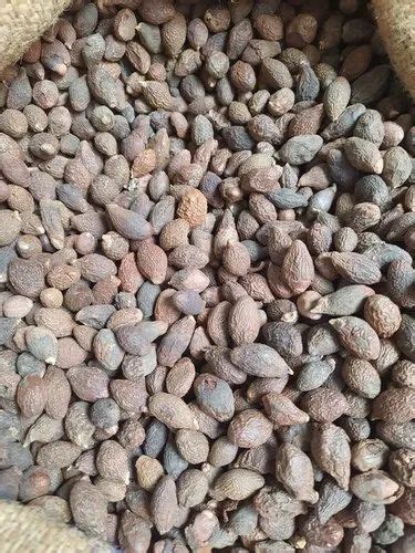 Niranjan Phal Seed At Rs 300kg Ahmedabad Id 25375989762