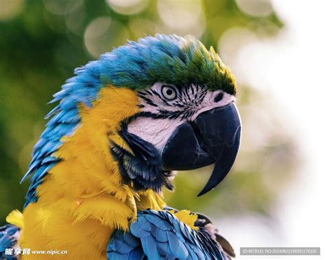鹦鹉摄影图鸟类生物世界摄影图库昵图网