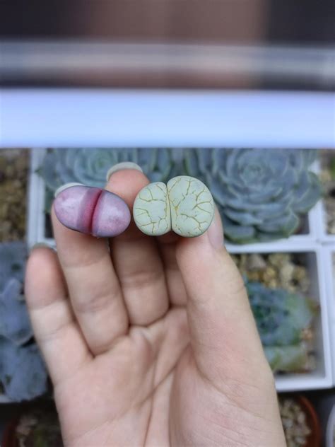New Lithops On The Left Is Lithops Meyeri Hammeruby And On The Right Is Lithops Werneri With