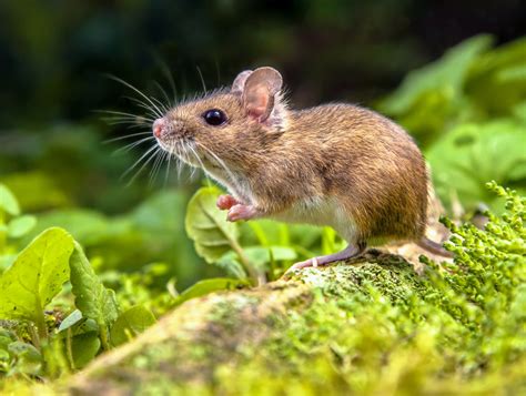 Rodents Are Reservoirs For Dangerous Fungal Diseases