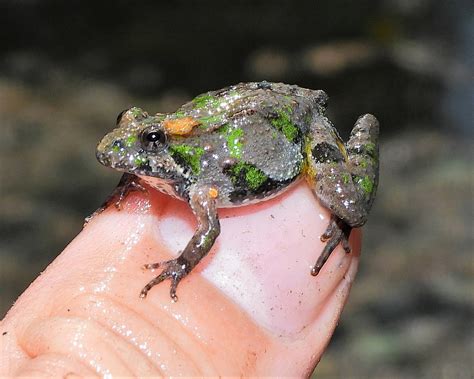 About Eastern Cricket Frog Maryland Biodiversity Project