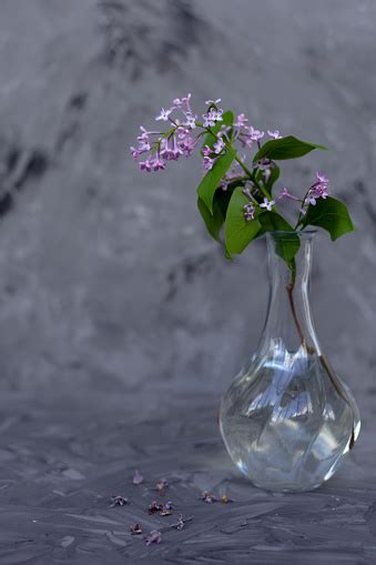 보라색과 분홍색 라일락 꽃 회색 콘크리트 벽에 유리 꽃병에 라일락의 꽃다발 텍스트 공간 이미지 0명에 대한 스톡 사진 및 기타 이미지 Istock