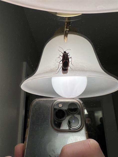 What Is This R Whatsthisbug