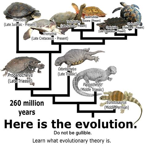 Evolution Of Turtles