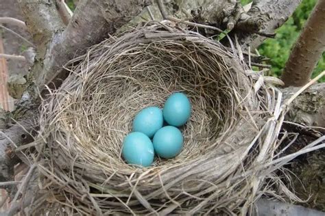 Birds Eggs Guide Nature Roamer