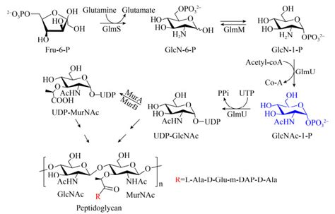 大肠杆菌细胞壁肽聚糖的化学修饰及荧光标记