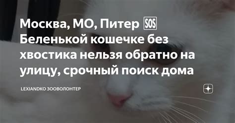 Москва МО Питер 🆘️ Беленькой кошечке без хвостика нельзя обратно на улицу срочный поиск дома