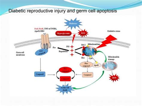 Role Of Diabetes Mellitus In Male Reproductive System Pptx