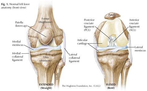 ACL Injuries Hughston Clinic
