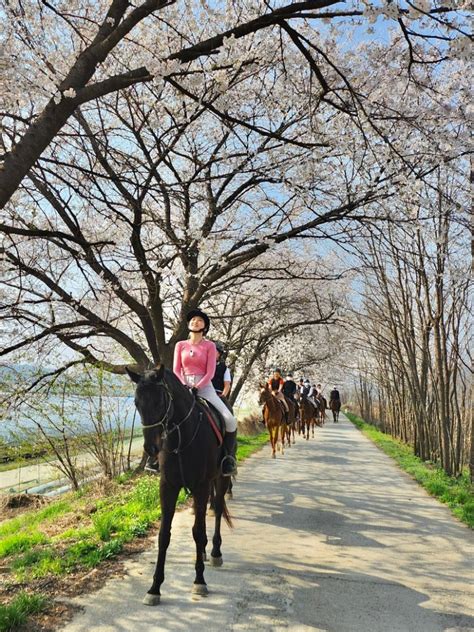 🌸말타고 벚꽃 놀이를 할 수 있다고 네이버 블로그