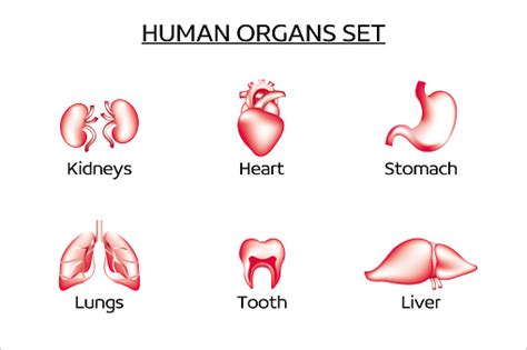 벡터 인간 장기의 집합 세트에는 간 신장 폐 심장 위 치아가 들어 있습니다 의학 내부 장기 3d 벡터 아이콘 모음 추상적인에 대한 스톡 벡터 아트 및 기타 이미지 Istock