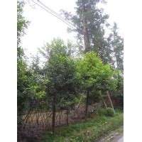 杜英2 明珠苗木 九正建材网