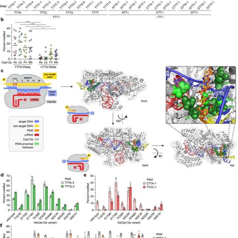 Engineered Crispr Cas12a Variants With Increased Activities And Improved Targeting Ranges For