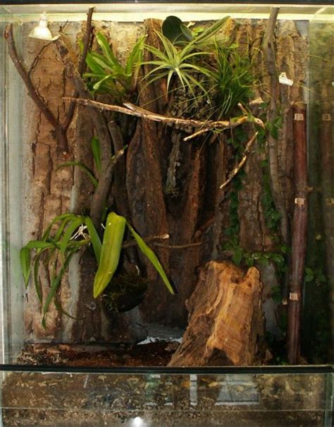 Gonatodes Albogularis Fuscus