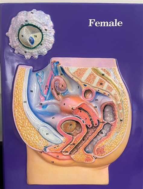 Exam 4 Female Reproductive Model Diagram Quizlet