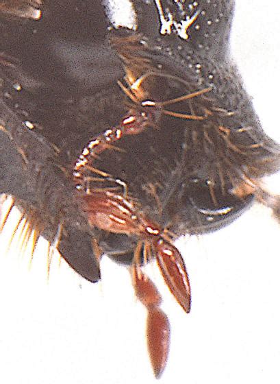 Diplotaxis Diplotaxis Brevicollis Bugguidenet