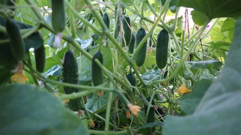 Очень хорошая подкормка для огурцов в июле августе Не успеваю собирать плоды после полива