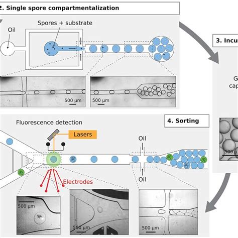 Pdf High Throughput Screening Of Filamentous Fungi Using Nanoliter Range Droplet Based