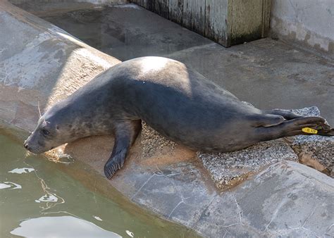 Cornish Seal Sanctuary Sea Life Trust Roach Bug 2024 25 Seal Pup Rescue Season