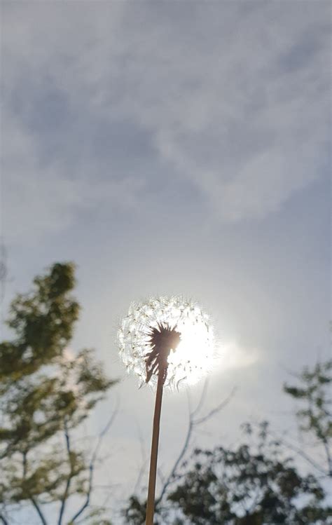 울음이 타는 가을 강江 박재삼 시詩 추일서정秋日抒情 김광균 시詩