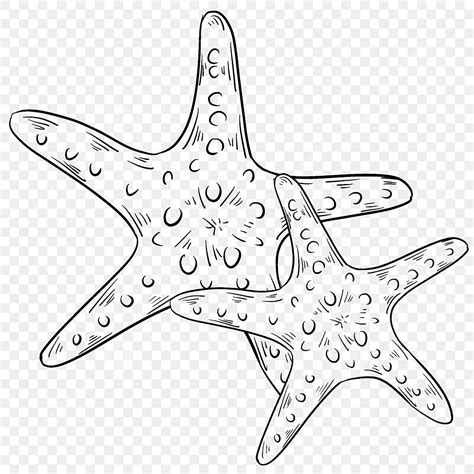 Starfish Outline Png