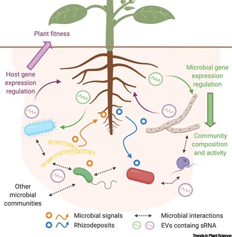 Rhizospheric PlantMicrobe Interactions MiRNAs As A Key Mediator