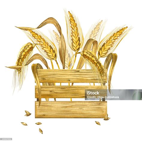 잘 익은 밀과 호밀 이삭 나무 보관 상자에 배열 된 밀 곡물 모든 물체는 손으로 그려지고 흰색 배경에 격리되어 있습니다 수채화 구성 제품 포장 디자인용 건강한 식생활에 대한