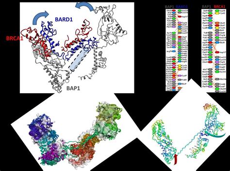Conformational Transition Related To Bap1 Brca Bard1 Complex A The