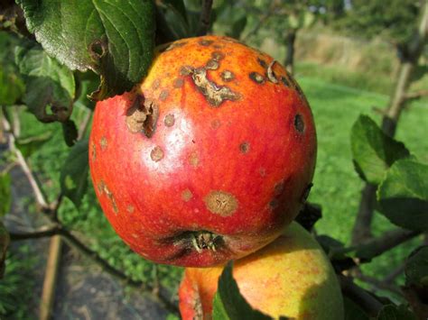 Apple Scab Suffolk Fruit And Trees The Fruit Tree Specialists