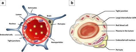 Schematic Representation Of The Structural Differences Between The A Download Scientific