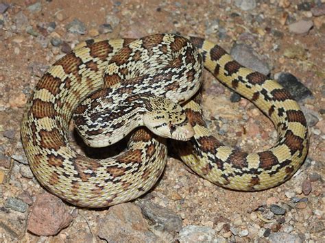 Sonoran Gopher Snake Pituophis Catenifer Affinis Snakes And Lizards