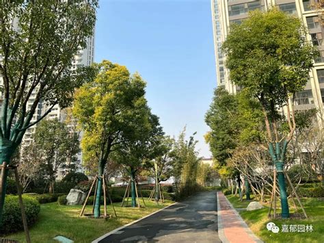 苗木防寒 天气寒冷如何帮苗木安全越冬 河南省嘉郁园林绿化工程有限公司
