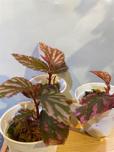 Mini Variegated Begonia Julau Furniture And Home Living Gardening Plants And Seeds On Carousell