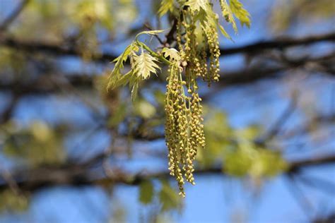 Juneberry A Small Garden Tree With A Big Effect Horticulture