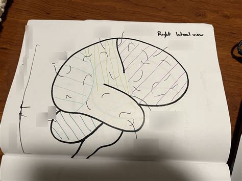Brain 1 Diagram Quizlet